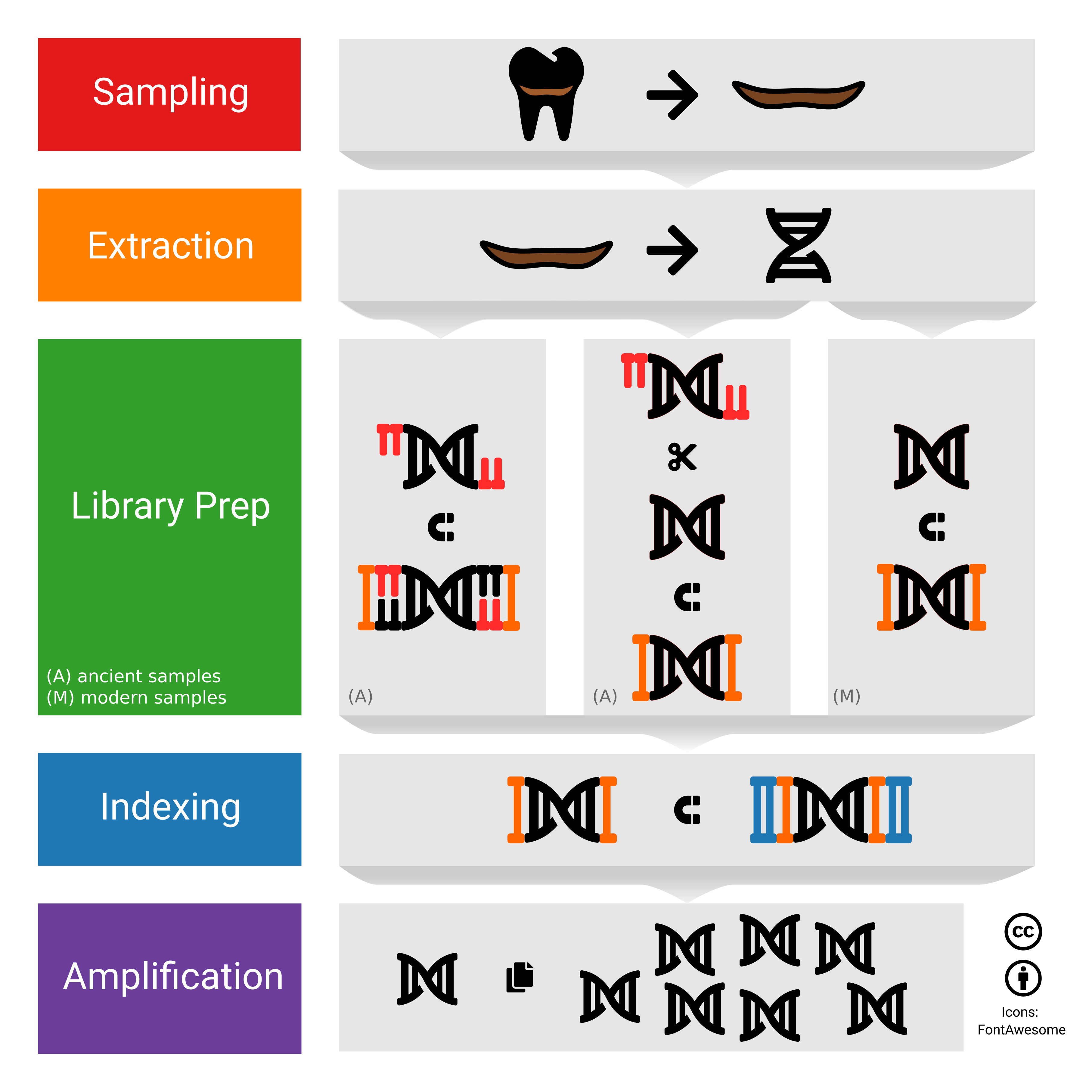 Laboratory Protocols for Ancient and Modern Dental Calculus DNA ...