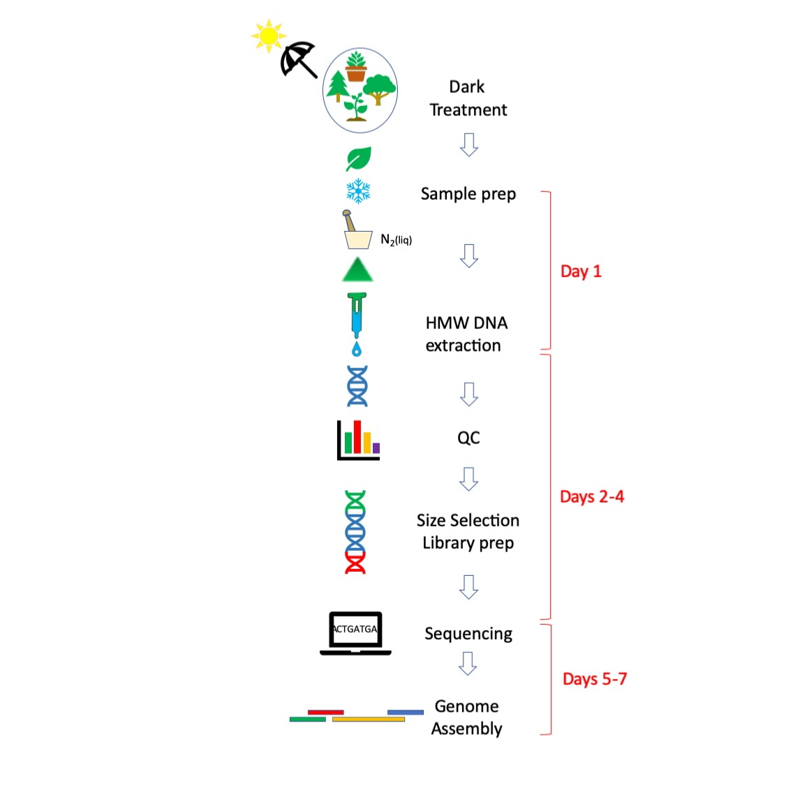 Workflow for generating HMW plant DNA for third generation sequencing ...