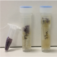 CTAB chloroform DNA extraction from ethanol-preserved filters