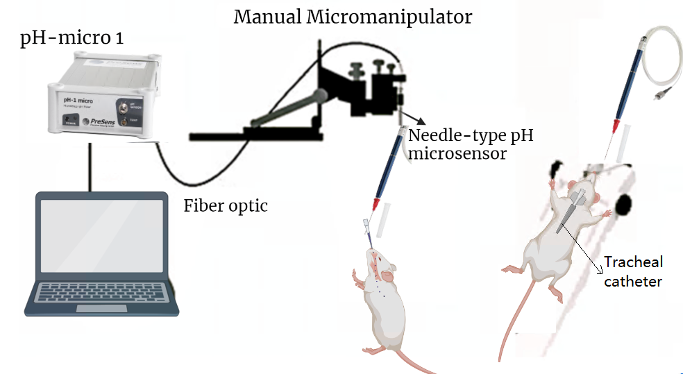 Extracellular and intracellular pH measurements in mice respiratory ...