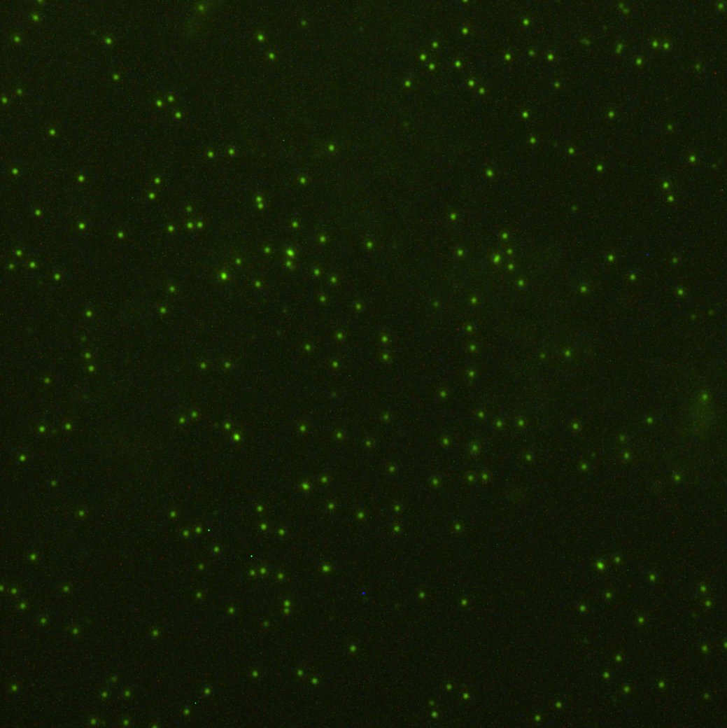 Epifluorescence-Microscopy-VLPs