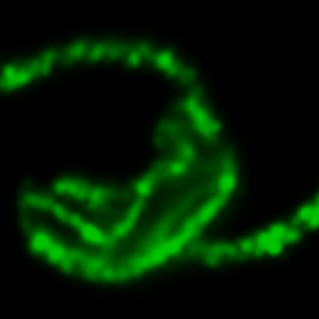 Immunostaining of Bodo saltans