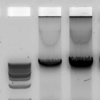 Universal DNA isolation protocol