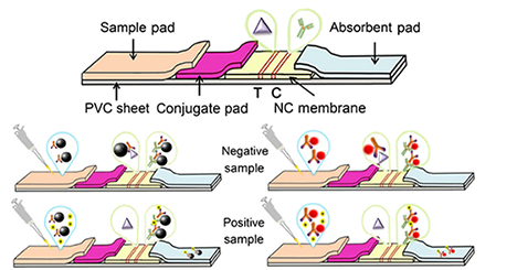 CD Bioparticles Announces the Launch of Colored Polystyrene Particles