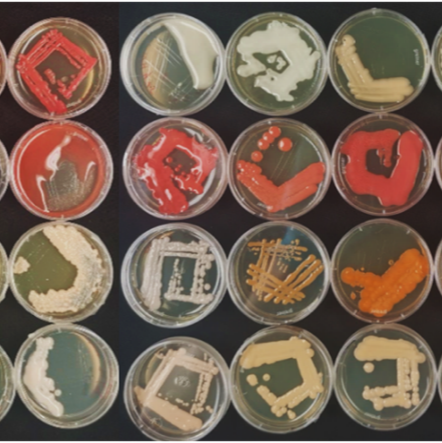 Microbe isolation and taxonomic classification from environmental samples