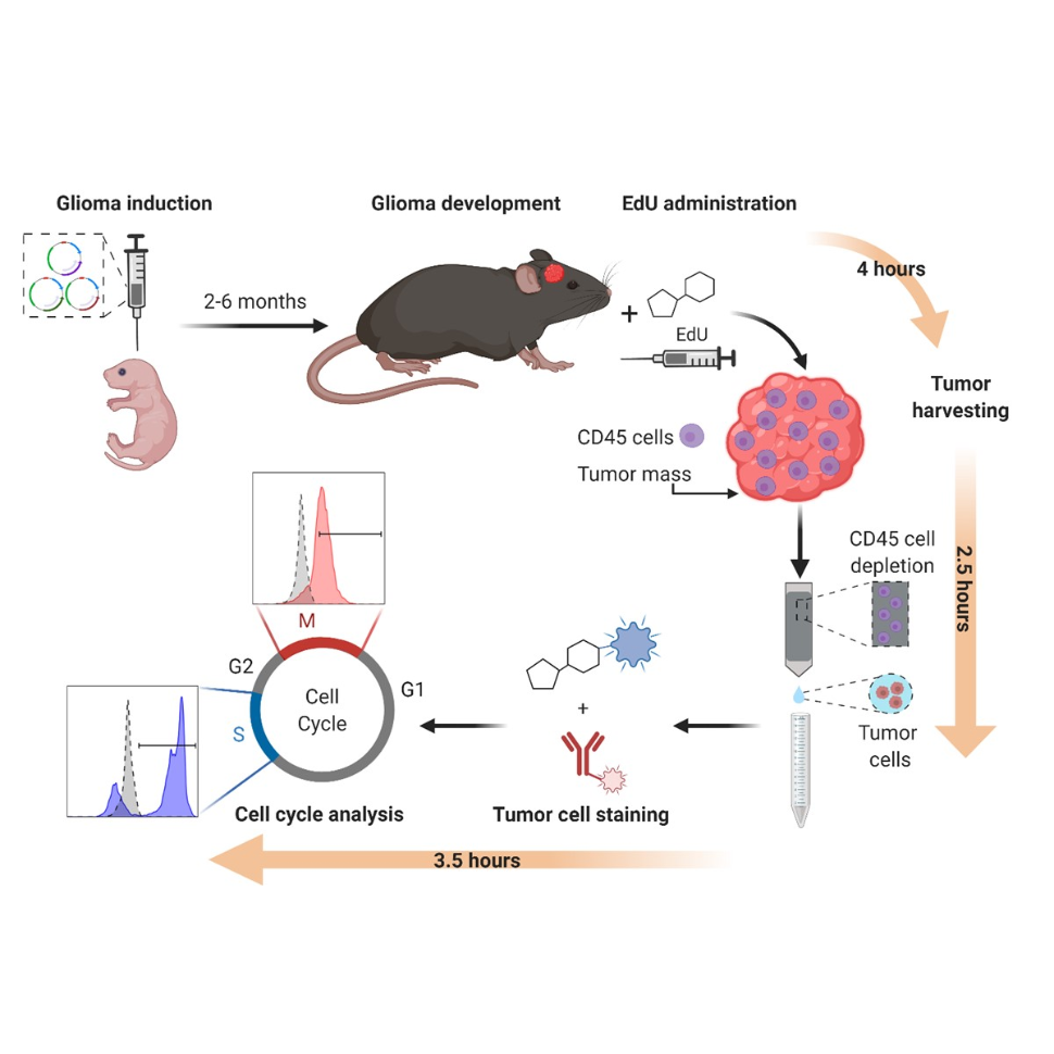 An optimized protocol for in vivo analysis of tumor cell division in a ...