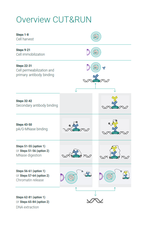 Bench top CUT&RUN with antibodies-online™ CUT&RUN Sets