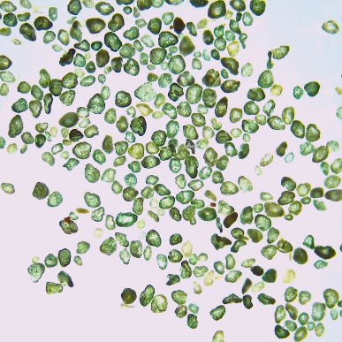 Isolation of cyanobacterial packets from Azolla ferns