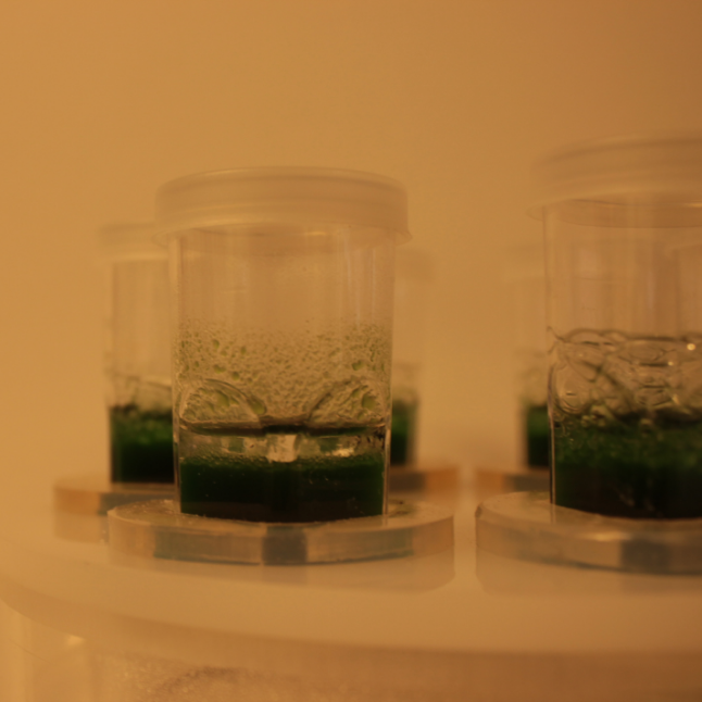 High Density Cultivation of Synechocystis sp. PCC 6803 using the HDC 6 ...