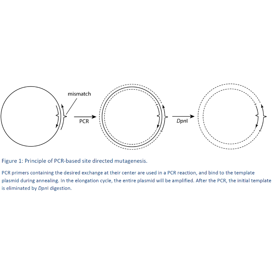 Site-directed mutagenesis