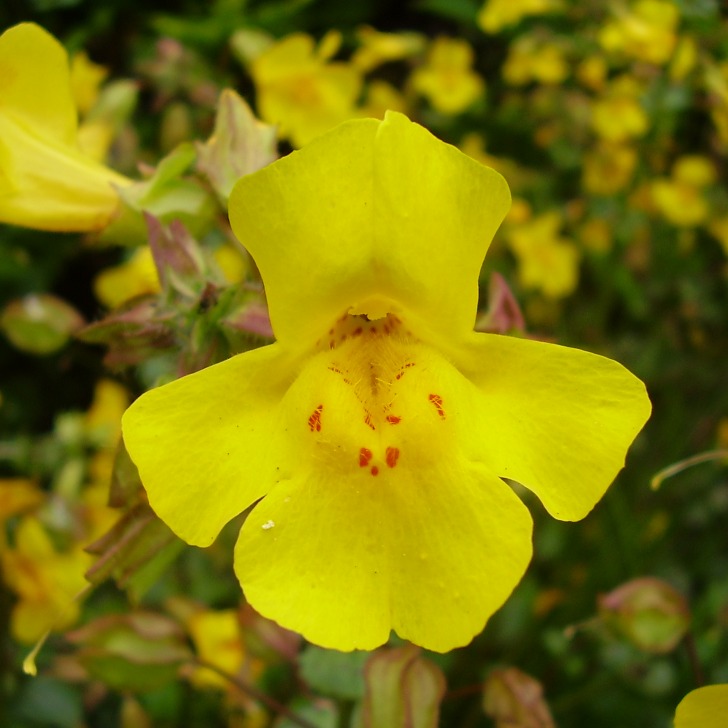 How to plant Mimulus guttatus