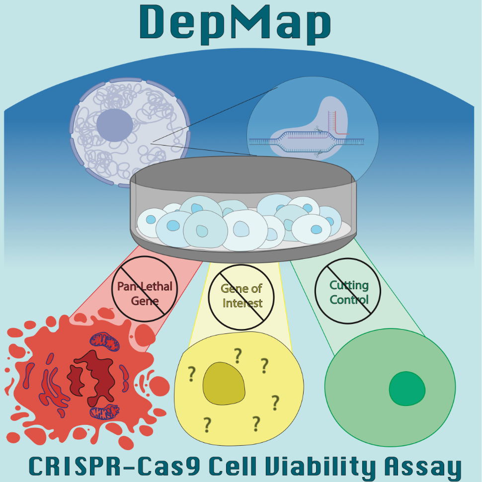 Cancer Dependency Map Target Validation - research workspace on ...