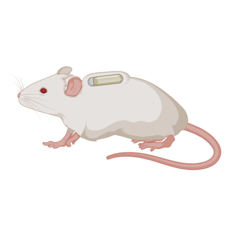 Minipump Subcutaneous Implantation for Rats