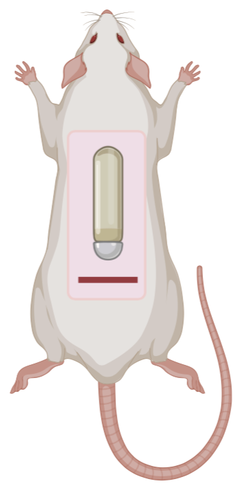 Minipump Subcutaneous Implantation for Rats
