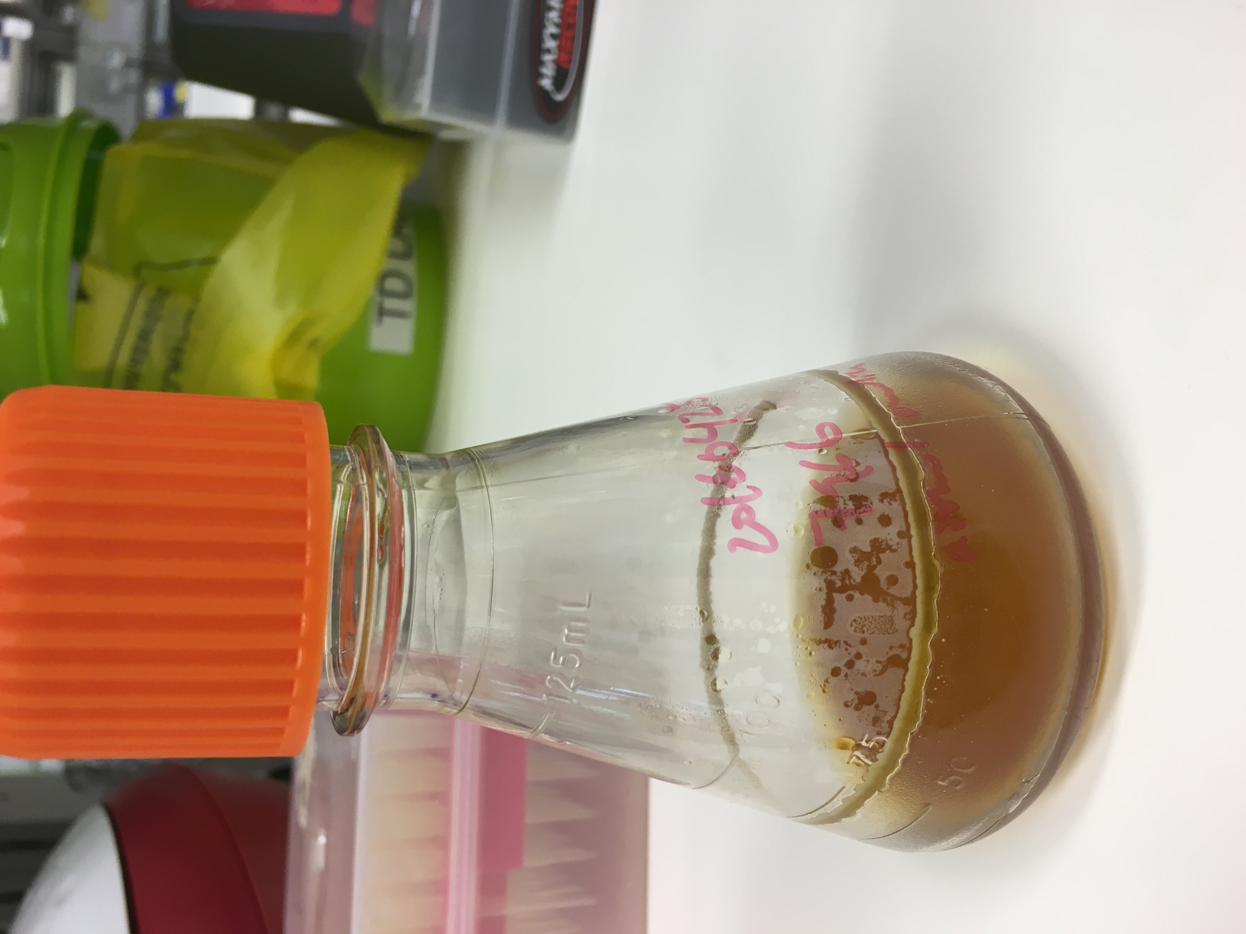 Malassezia culture on modified Dixon media