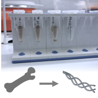 SP3 (Single-Pot, Solid-Phase, Sample-Preperation) Protocol for ZooMS ...