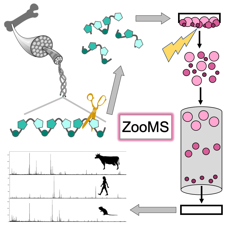 Zooarchaeology by Mass Spectrometry (ZooMS)- Pretreatment protocols for ...
