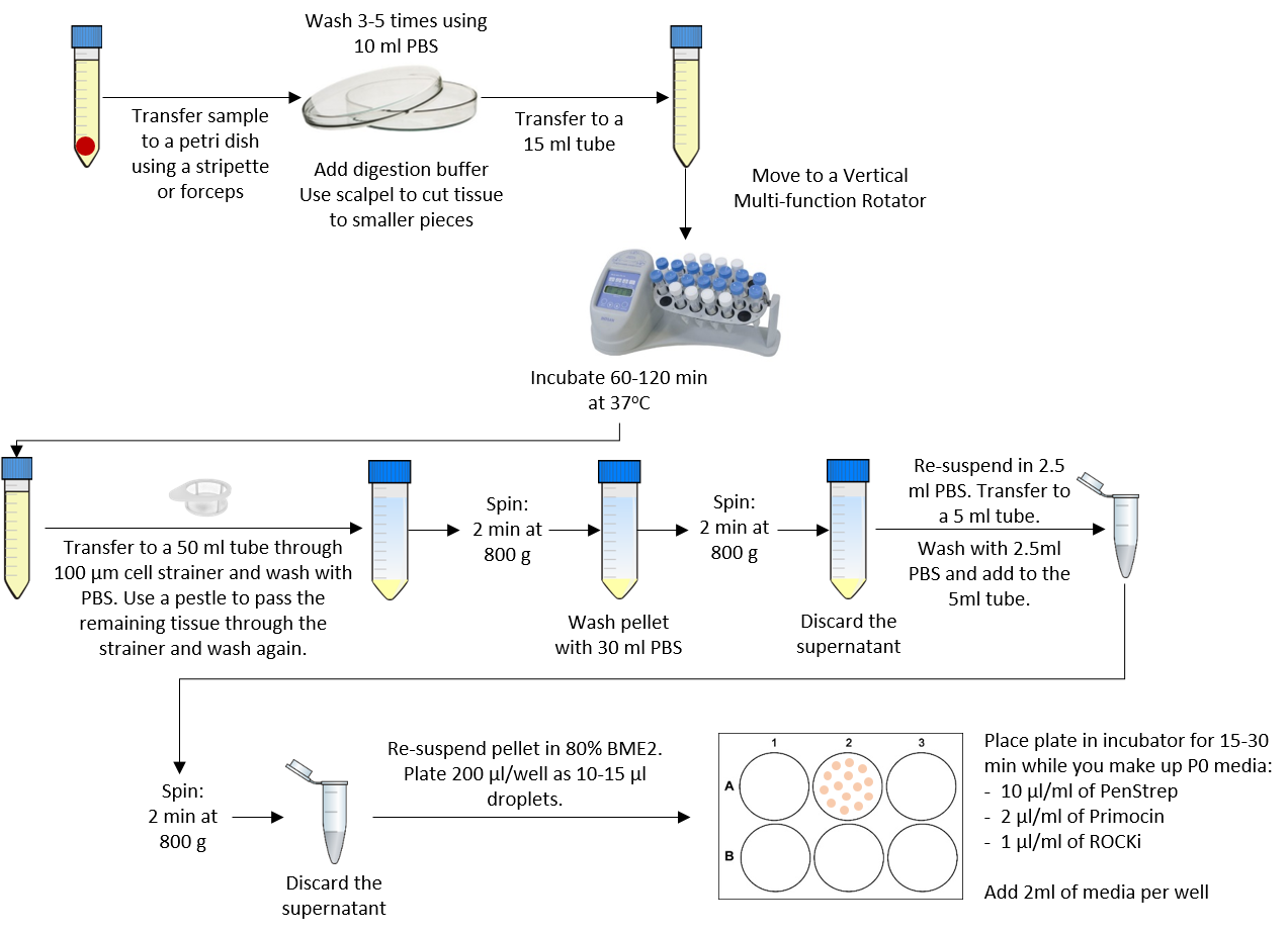 Derivation of organoids from primary tumour tissue