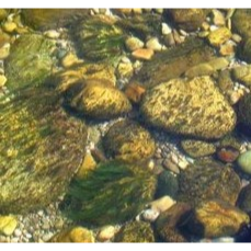 River biofilms sampling for both downstream DNA analysis and ...