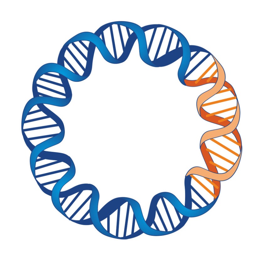 Miniprep Protocol (QIAGEN)