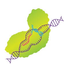 CRISPR RNP Electroporation Protocol