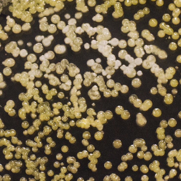 CRISPR/Cas9 based knockout generation in Aurantiochytrium limacinum ...