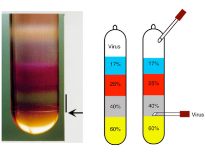 AAV Purification by Iodixanol Gradient Ultracentrifugation