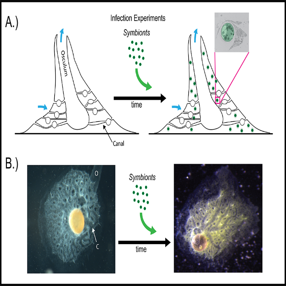 Isolation of green algal symbionts from freshwater sponges and ...