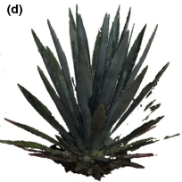 Photographing Agave for 3D reconstruction using Structure From Motion