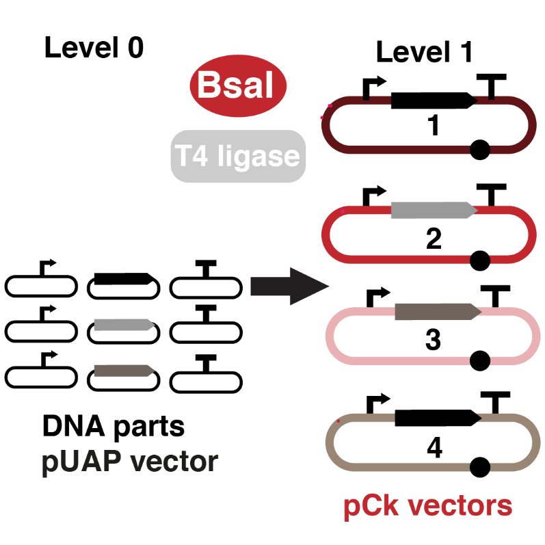 Loop L1 (odd level) BsaI type IIS cloning into pCk vectors