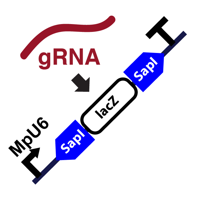 gRNA design and cloning with SapI into Loop plasmid L2_lacZgRNA-Cas9-CsA