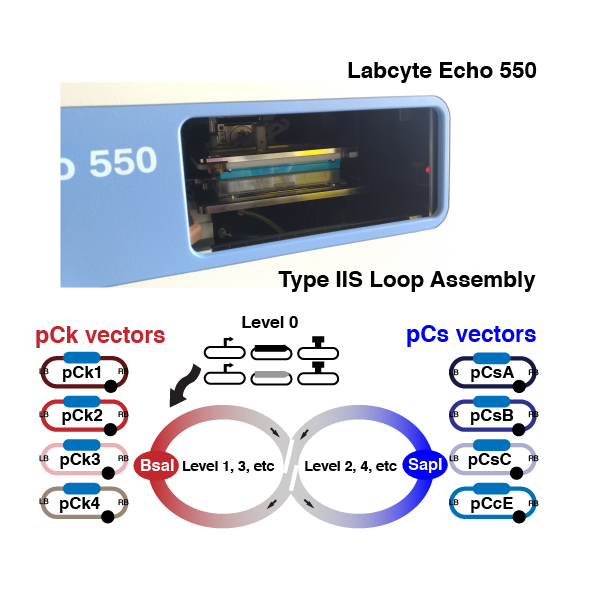 Loop assembly using Labcyte Echo 550
