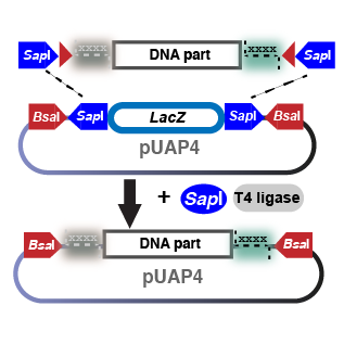 Cloning of standardized L0 parts into pUAP4 for Loop type IIS assembly