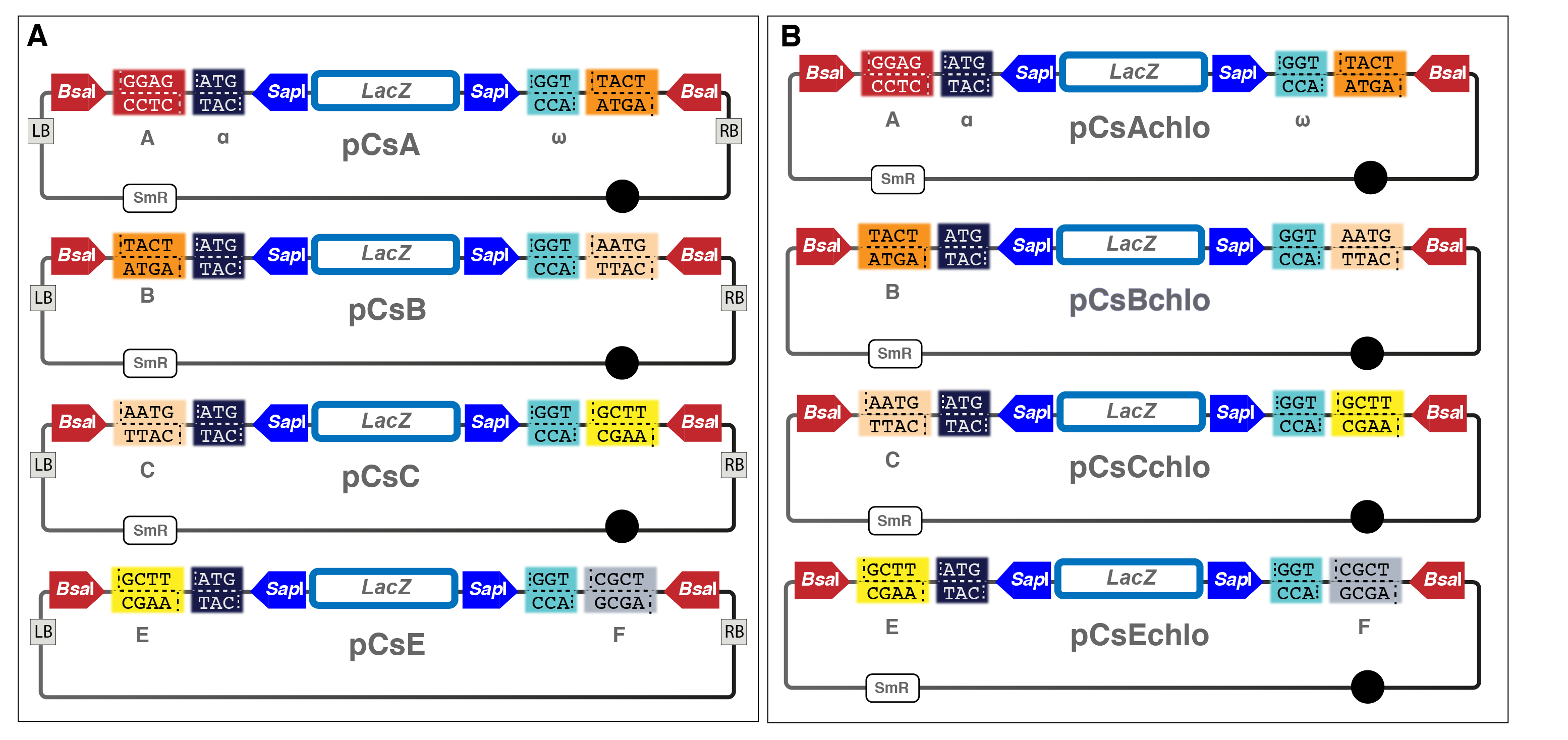Loop L2 (even level) SapI type IIS cloning into pCs vectors