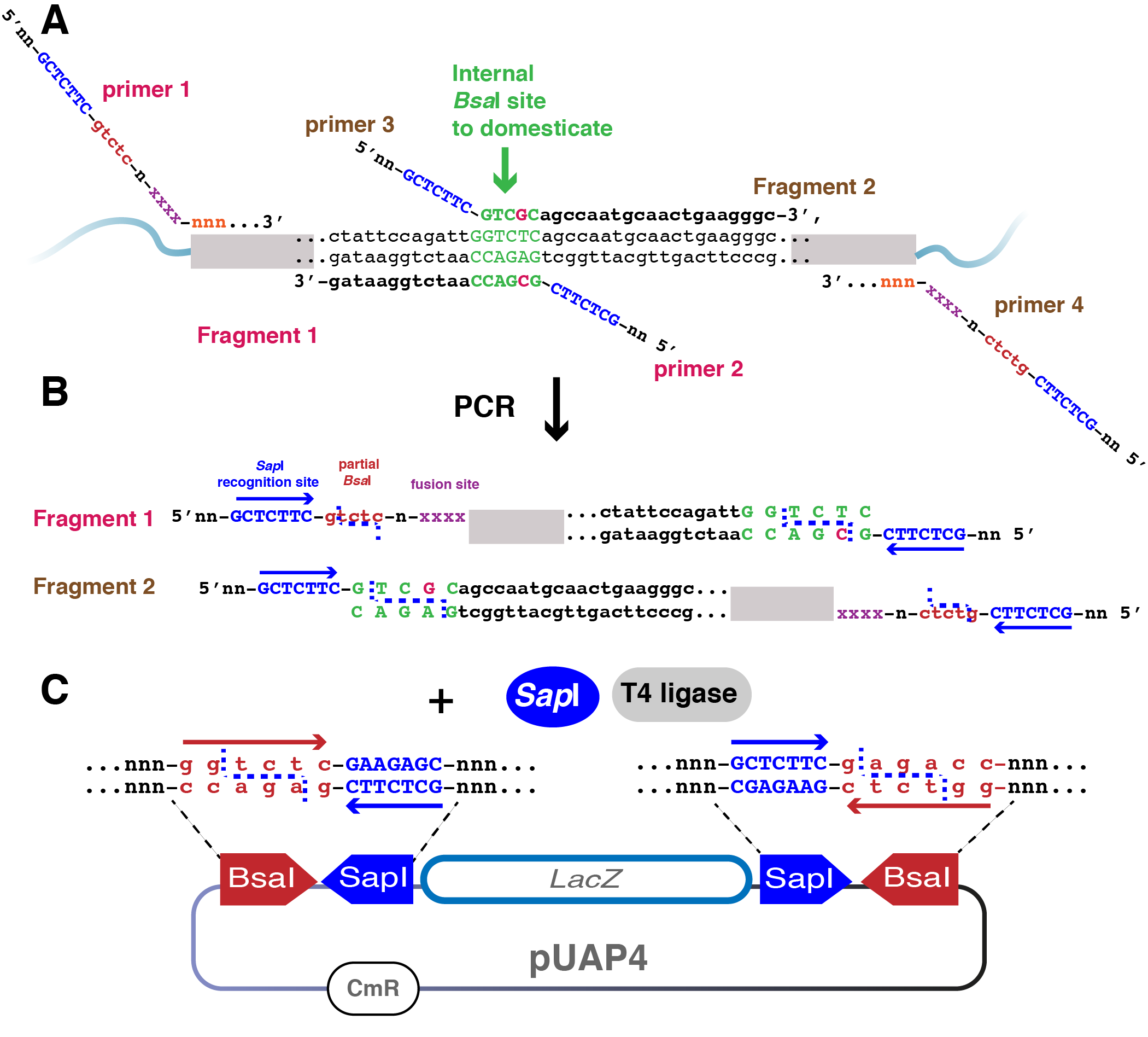 Domestication of L0 parts for Loop type IIS (BsaI and SapI)
