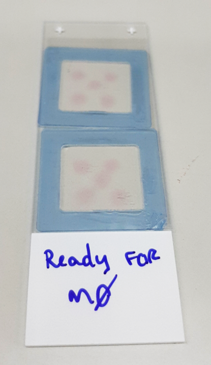 Agarose pads for microscopy
