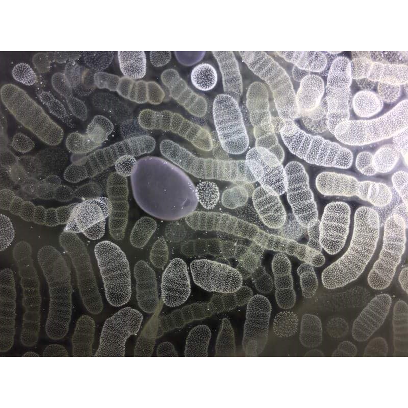 Collect of Collodarian (Rhizaria, Radiolaria) nuclei for genomic analyses