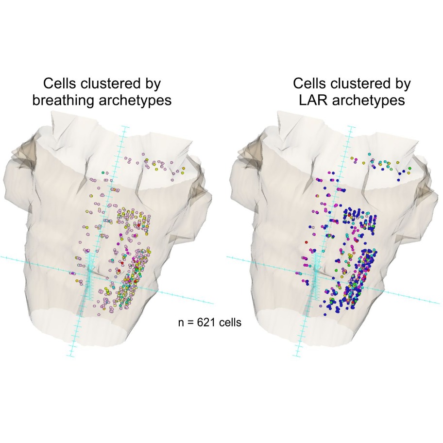 Morris USF Lab protocol