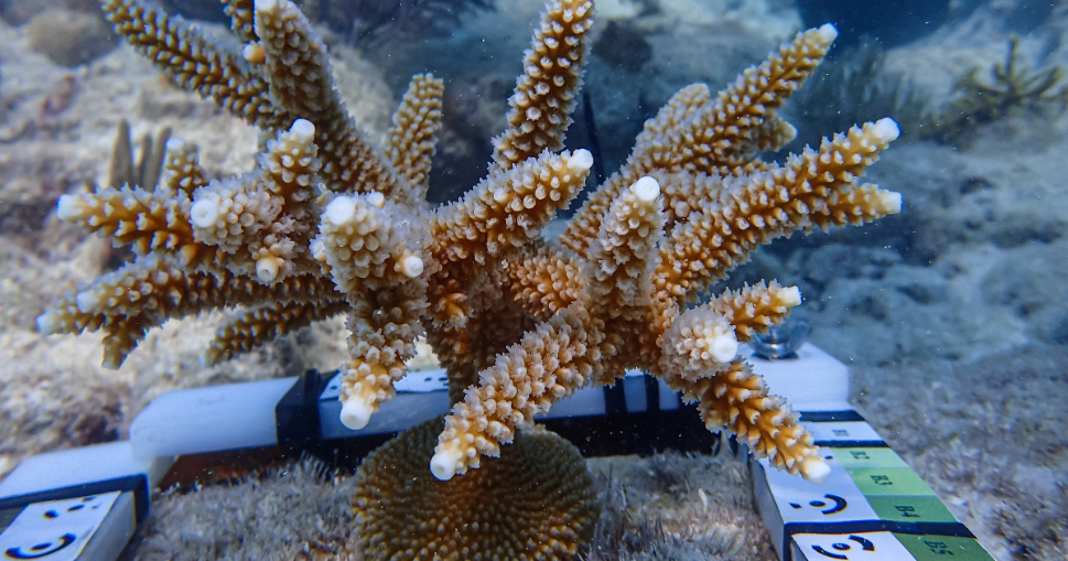 Improving Transparency with protocols.io