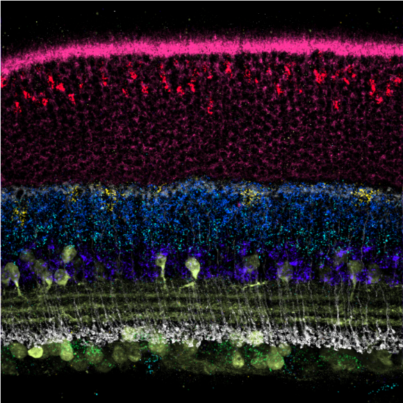 7: User-friendly protocol: Retina Tissue Sections RNA FISH