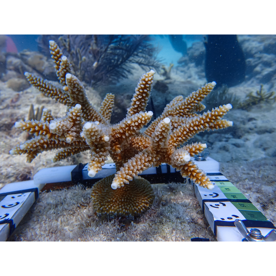 Image capture and pre-filtering for 3D photogrammetry of coral colonies