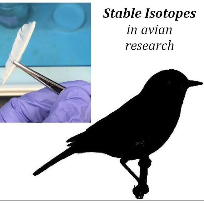 Stable isotopes in avian research: a step by step protocol to feather ...