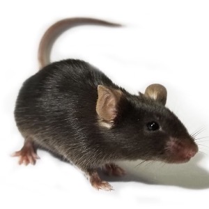 Mouse IACUC Protocol