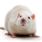 Rat IACUC Protocol