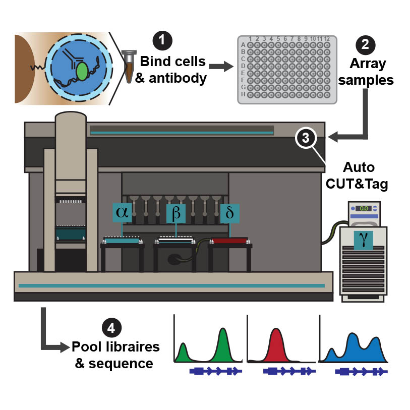 AutoCUT&Tag: streamlined genome-wide profiling of chromatin proteins on ...