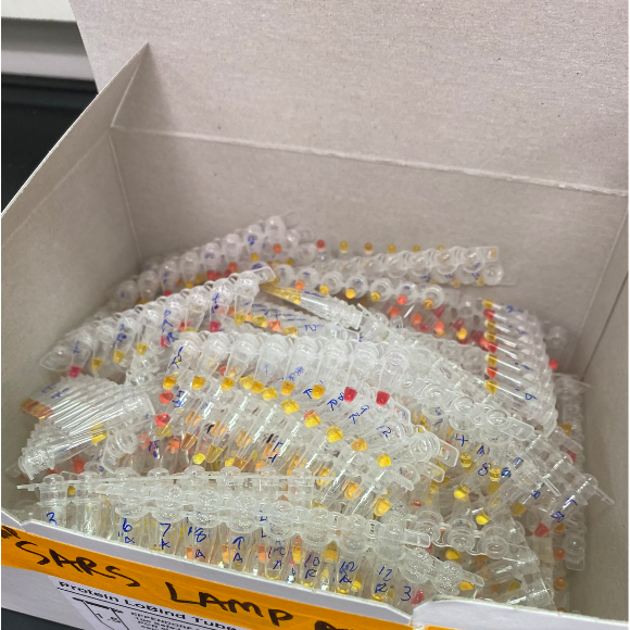 FloodLAMP LAMP Assay Protocol v4.1 (0.5ml, Strips, Multichannel)