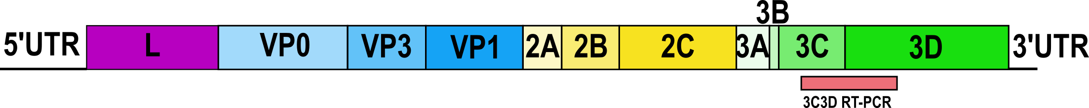 Aichivirus 3C3D RT-PCR