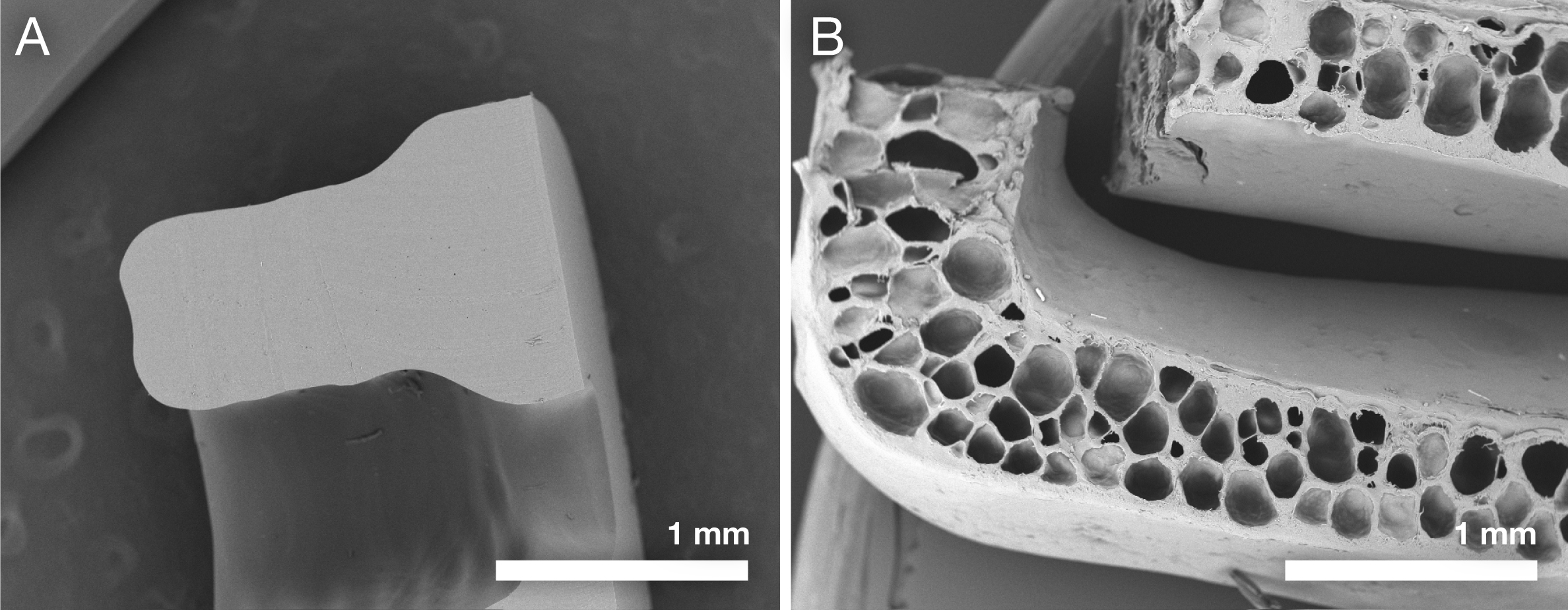 Scanning electron microscopy (SEM) protocol for imaging living materials