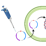 pYCR cloning strategy