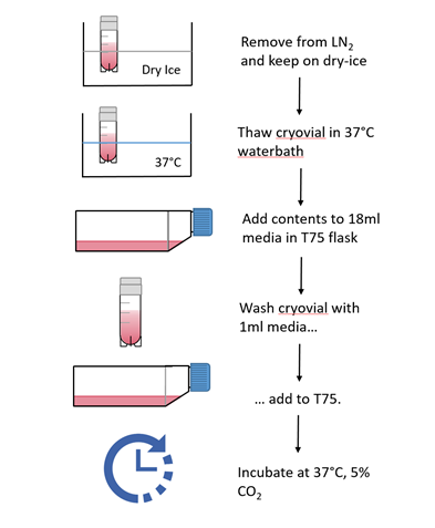 Thawing adherent cancer cell lines